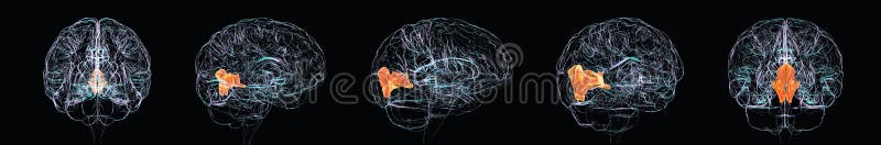 Highlighted Cuneus Gyrus Stock Illustrations – 17 Highlighted Cuneus ...