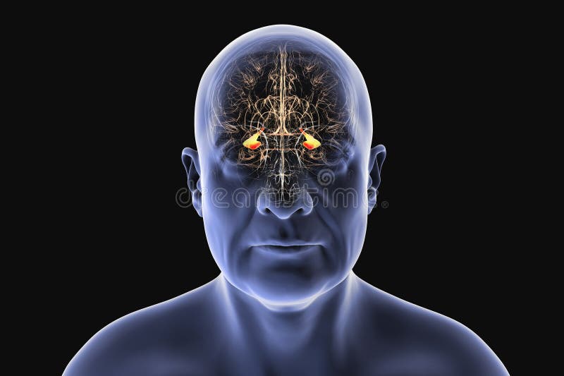 Front View Human Brain Stock Illustrations – 690 Front View Human Brain ...