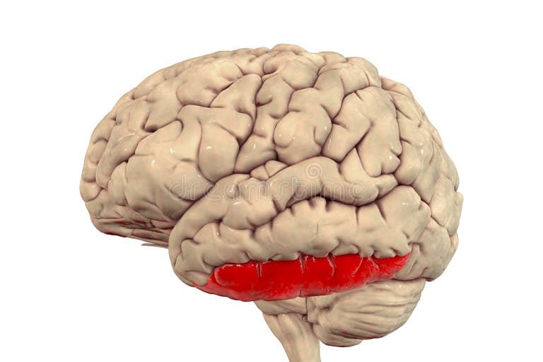 Human Brain with Highlighted Inferior Temporal Gyrus Stock Illustration ...