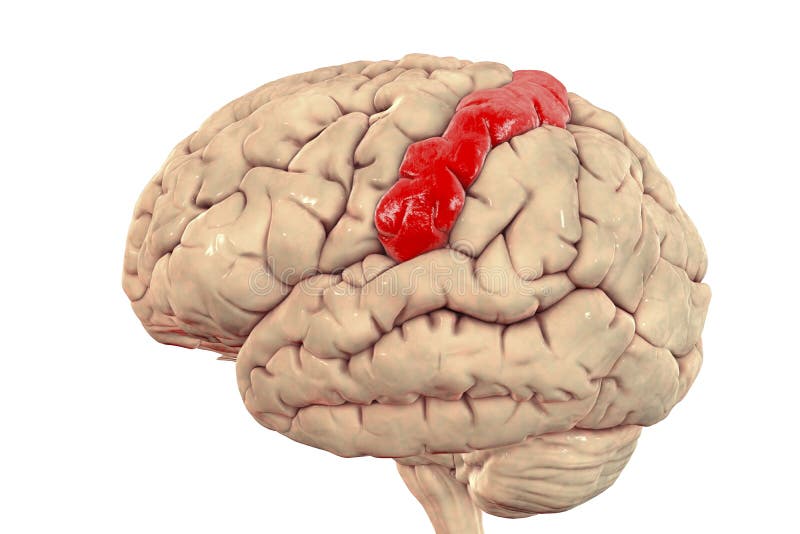 Human Brain with Highlighted Postcentral Gyrus Stock Illustration ...