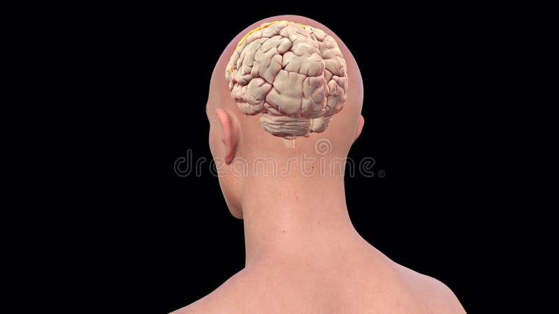 Human Brain with Highlighted Precentral Gyrus, 3D Animation. Stock ...