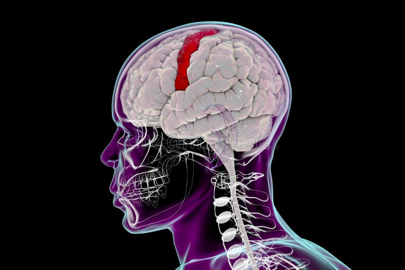 Human Brain with Highlighted Precentral Gyrus Stock Illustration ...