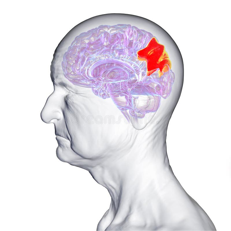 Human Brain with Highlighted Precuneus Gyrus, 3D Illustration Stock Illustration - Illustration ...