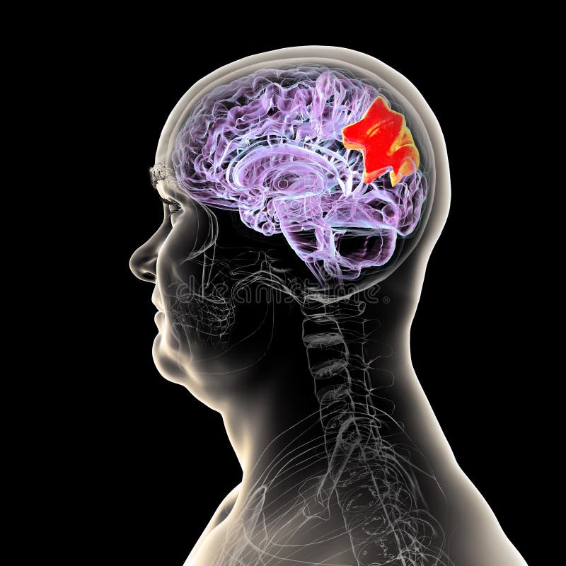 Visuospatial Processing Stock Illustrations – 18 Visuospatial ...