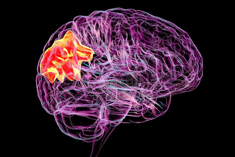 Human Brain with Highlighted Precuneus Gyrus, 3D Illustration Stock ...