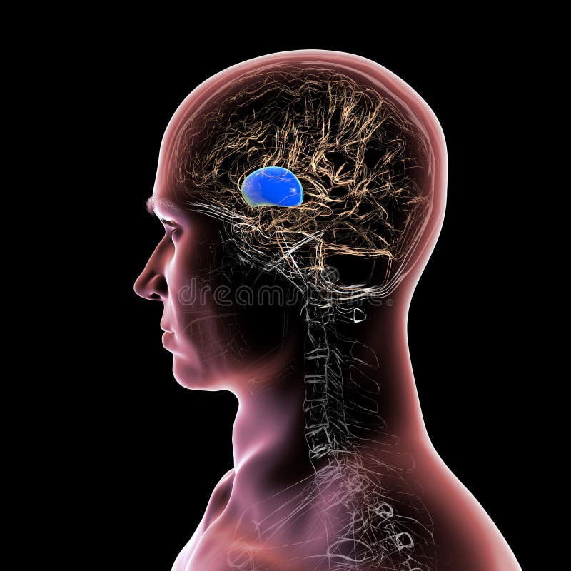 Key Basal Ganglia Stock Illustrations – 84 Key Basal Ganglia Stock ...