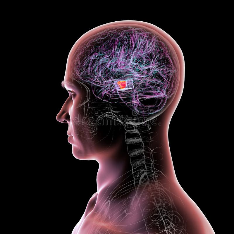 Human Brain with Highlighted Substantia Nigra, 3D Illustration. Stock ...