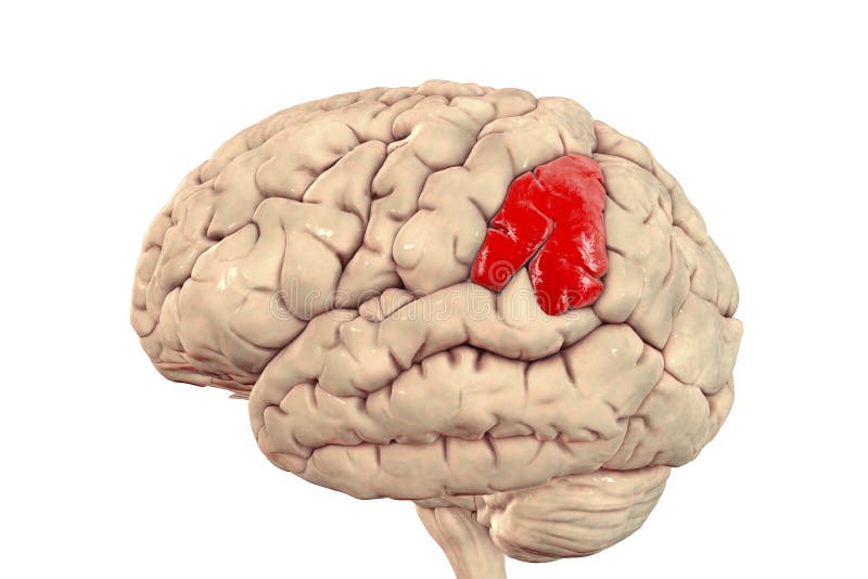 Human Brain with Highlighted Supramarginal Gyrus Stock Illustration ...