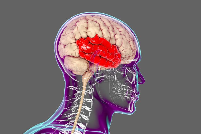 Human Brain with Highlighted Temporal Lobe Stock Illustration ...
