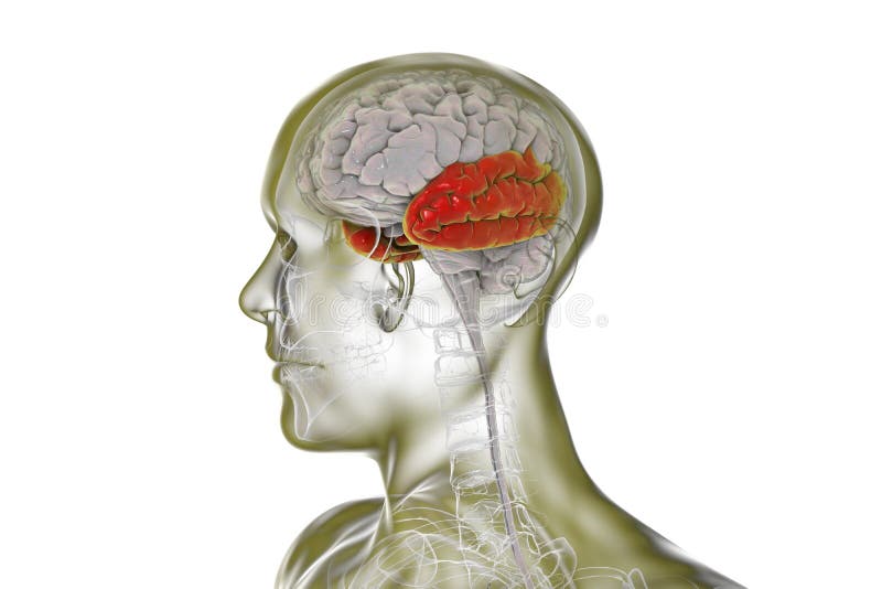 Human Brain with Highlighted Temporal Lobe Stock Illustration ...