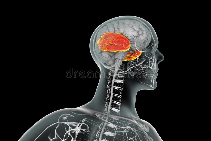 Human Brain with Highlighted Temporal Lobe Stock Illustration ...