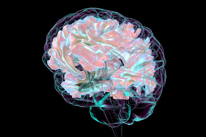 Human Brain with Highlighted White Matter, 3D Illustration Stock ...