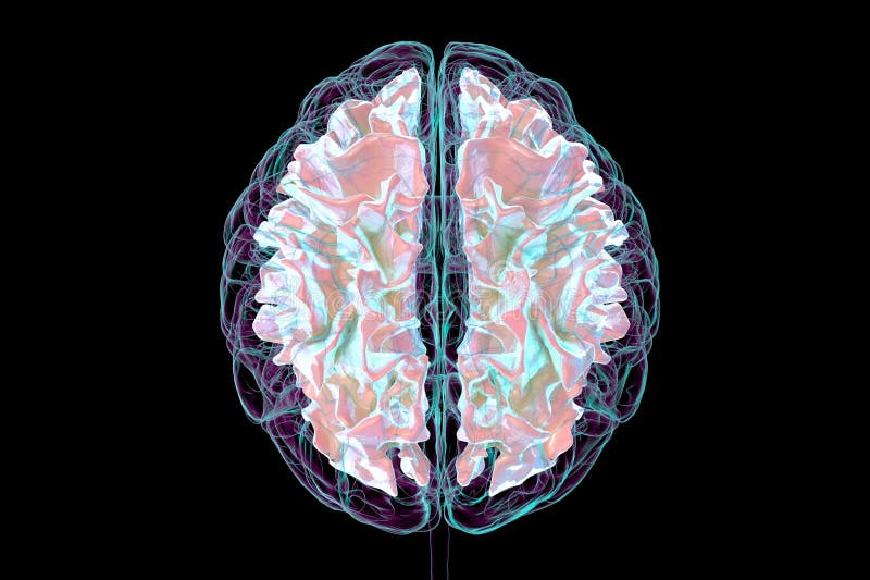 Human Brain with Highlighted White Matter, 3D Illustration Stock ...