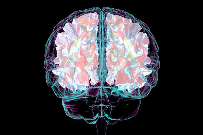 Human Brain with Highlighted White Matter, 3D Illustration Stock ...