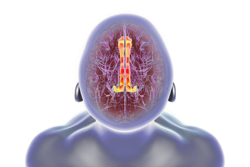 Human Brain Highlighting the Cingulate Gyrus, 3D Illustration Stock ...
