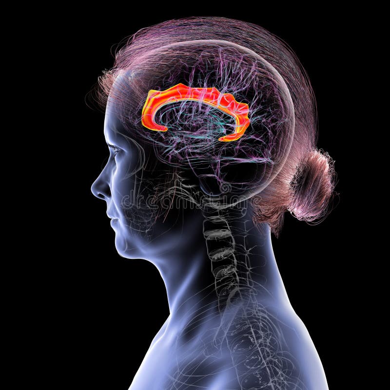 Human Brain Highlighting the Cingulate Gyrus, Essential for Emotion ...