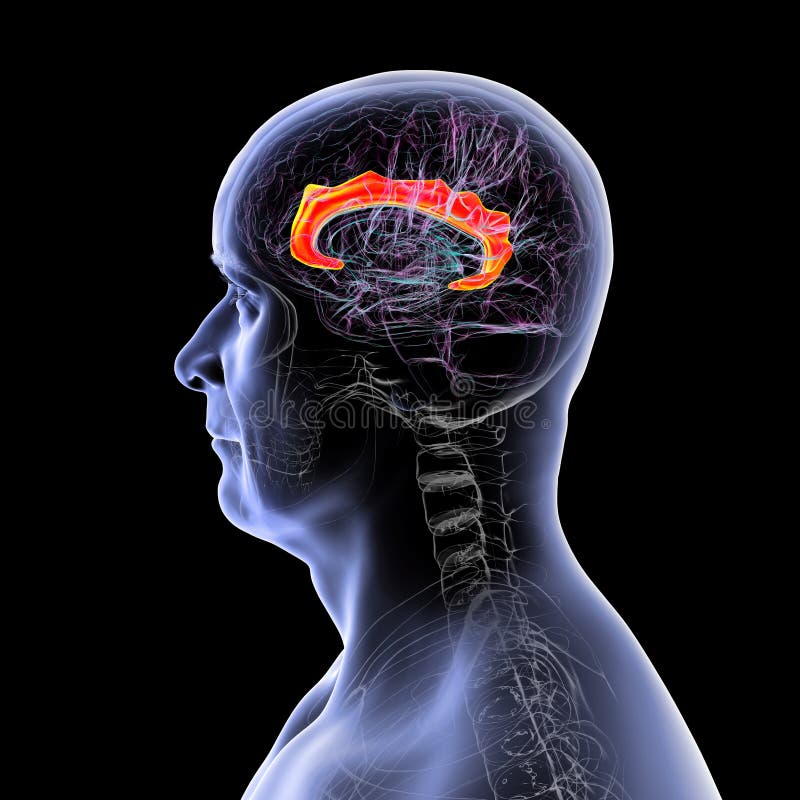 Human Brain Highlighting the Cingulate Gyrus, Essential for Emotion ...
