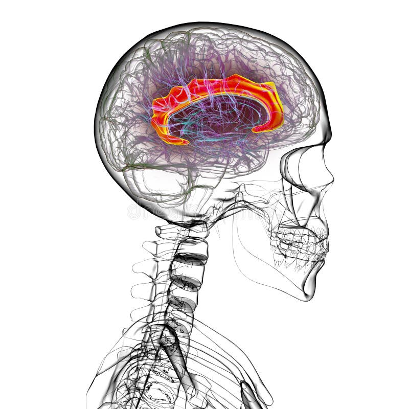 Human Brain Highlighting the Cingulate Gyrus, 3D Illustration Stock ...