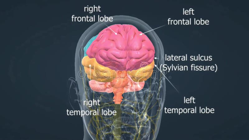 Human brain stock footage. Video of cortex, lobe, neurons - 343422176