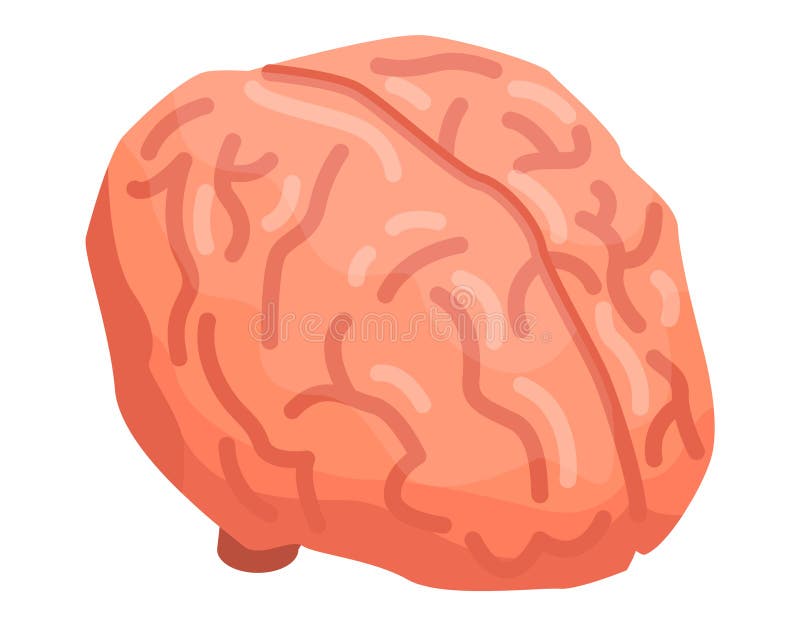 Brain Front View Cartoon Stock Illustrations – 135 Brain Front View ...