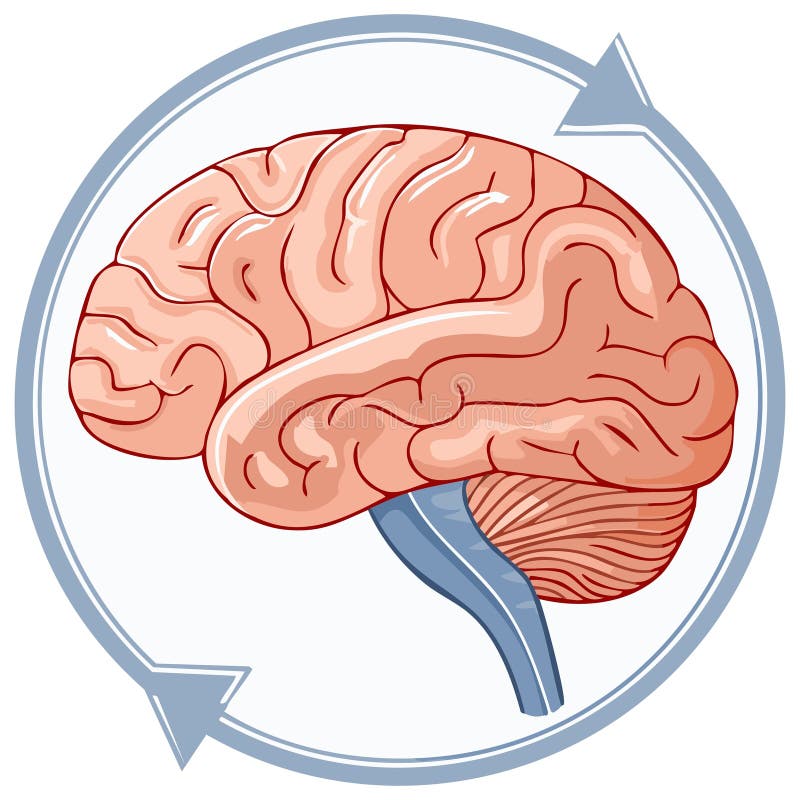 Human Brain Illustration with Arrows in Circle Representing Thinking ...