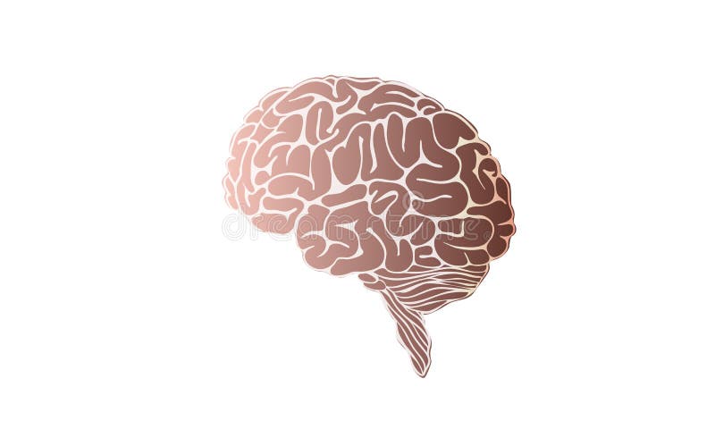 Human Brain Illustration, Side View, Vector Stock Vector - Illustration ...