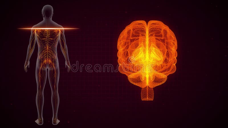 Brain Impulse Icon Animation Stock Footage - Video of memory, human ...