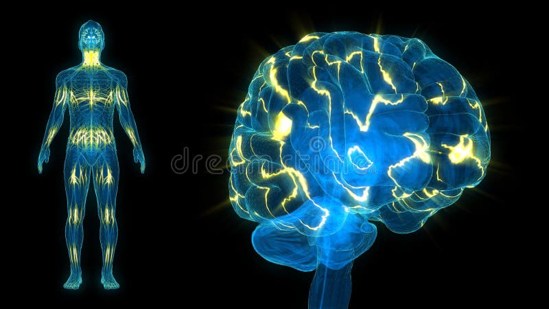 Human Brain with Impulse Transmitting Stock Illustration - Illustration ...