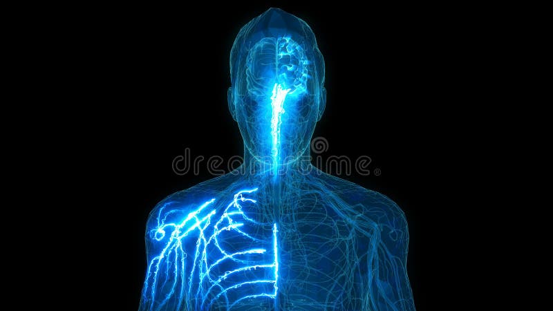 Human Brain with Impulse Transmitting Stock Illustration - Illustration ...