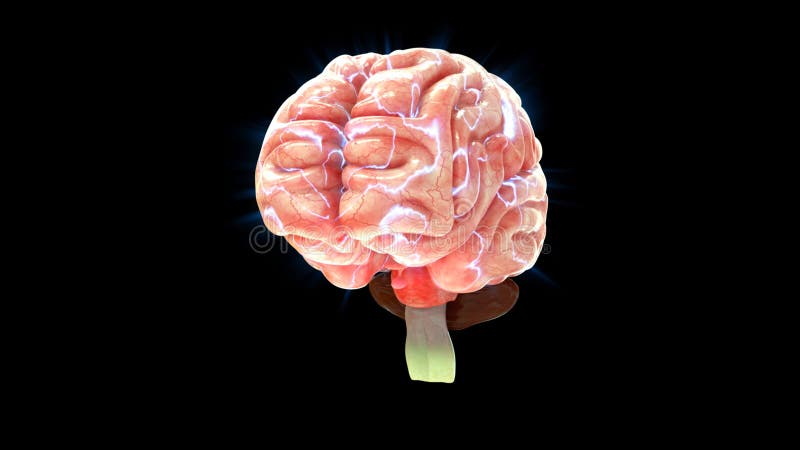 Human Brain with Impulse Transmitting Stock Illustration - Illustration ...