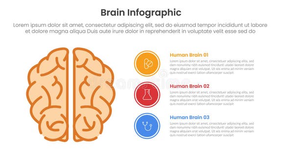 Human Brain Top View Stock Illustrations – 704 Human Brain Top View ...