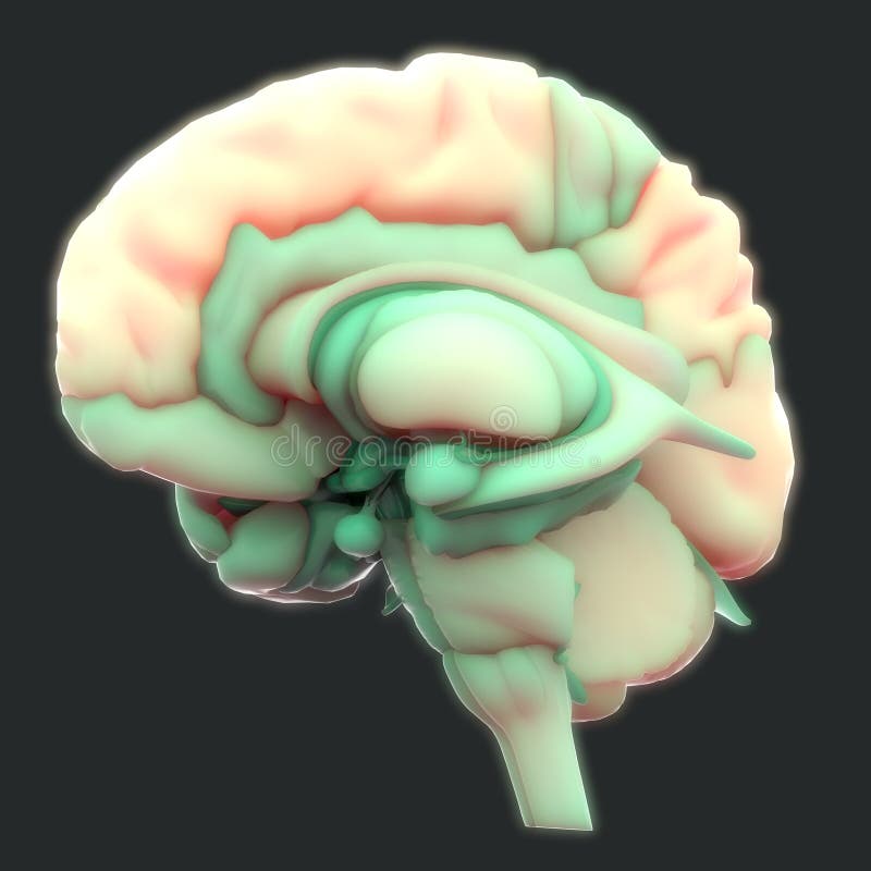 Human Brain Inside Anatomy stock illustration. Illustration of cord ...