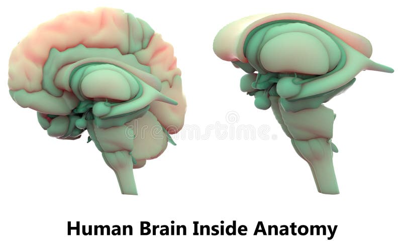 Human Brain Inside Anatomy stock illustration. Illustration of ...
