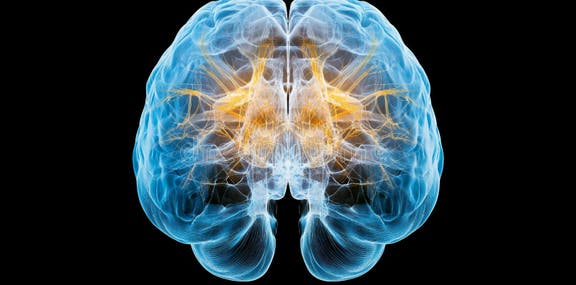 The Human Brain, Integrated with a Neuro System, Exemplifies the ...