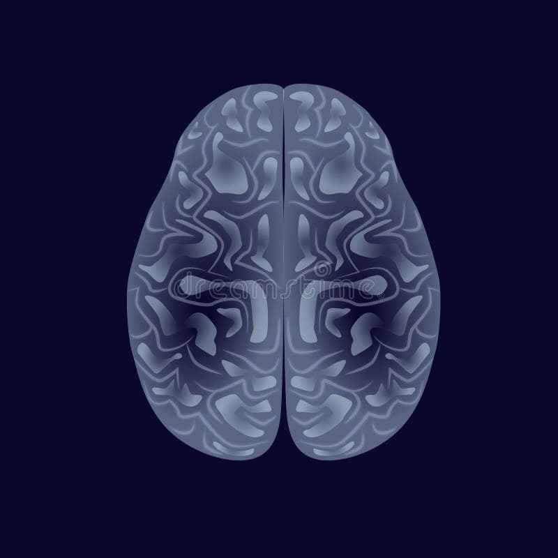 Human Brain. Internal Organs Against a Dark Background, the Nervous ...