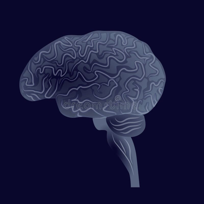 Human Brain, Nervous System. Internal Human Organs. Linear Vector ...