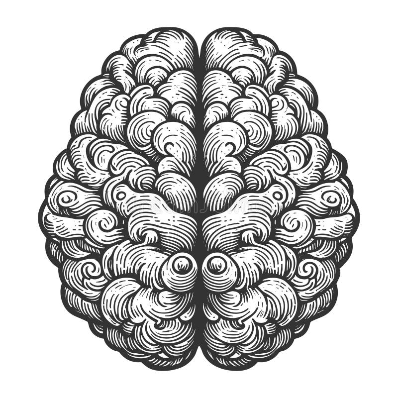 Human Brain Vector Illustration Stock Illustration - Illustration of ...
