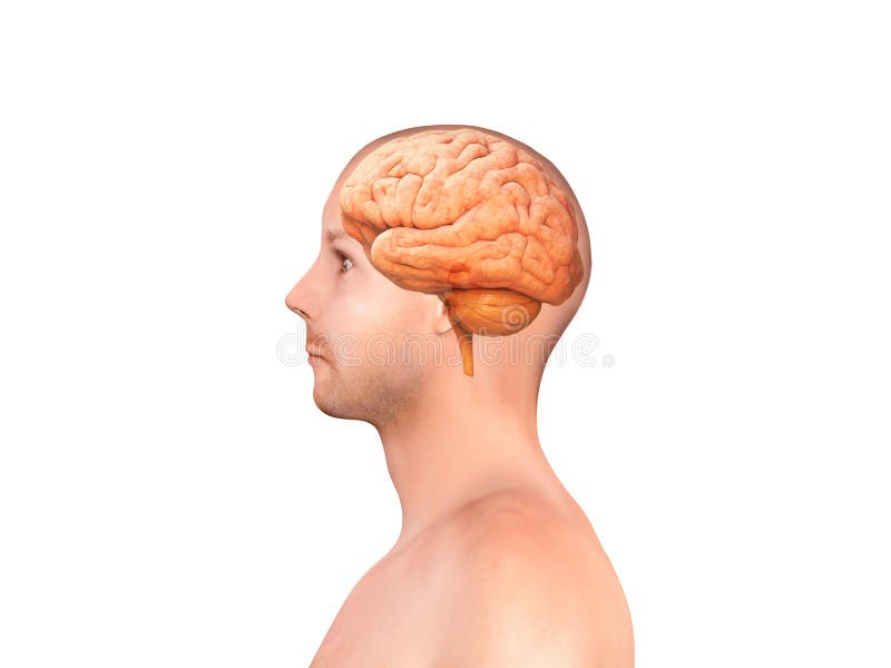 Human Brain Head Side View Stock Illustrations – 1,621 Human Brain Head ...