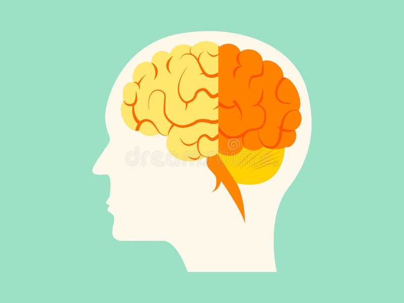 Human Brain. Isolated Vector. Concept of the Human Brain Stock ...