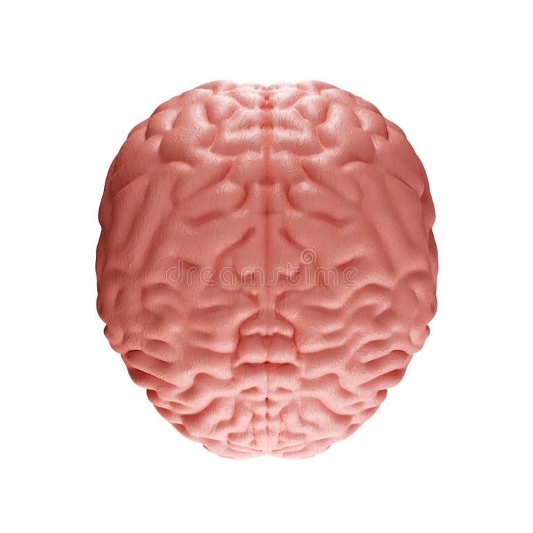 Human Brain Top View Stock Illustrations – 757 Human Brain Top View ...