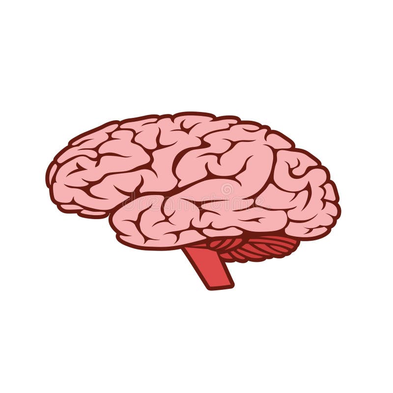 White Marrow Black Background Stock Illustrations – 175 White Marrow ...