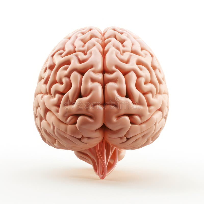 Human Brain Isolated on White Created with Generative AI Stock Image ...