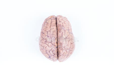 Real Anatomy Human Brain Stock Photos - Free & Royalty-Free Stock ...