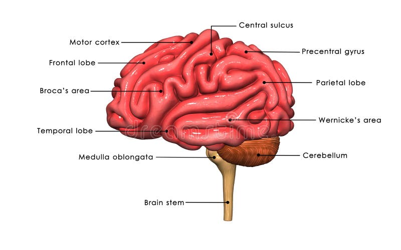 Human Brain labelled stock illustration. Illustration of pineal - 46887297