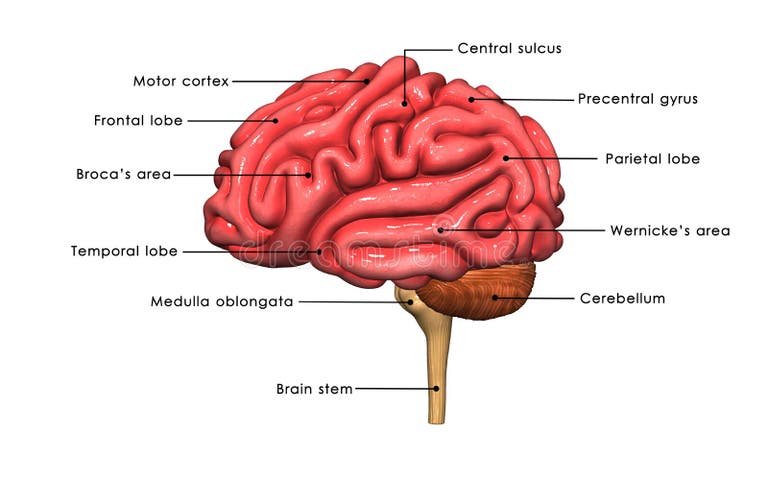 Human Brain Labelled Stock Illustrations – 38 Human Brain Labelled ...