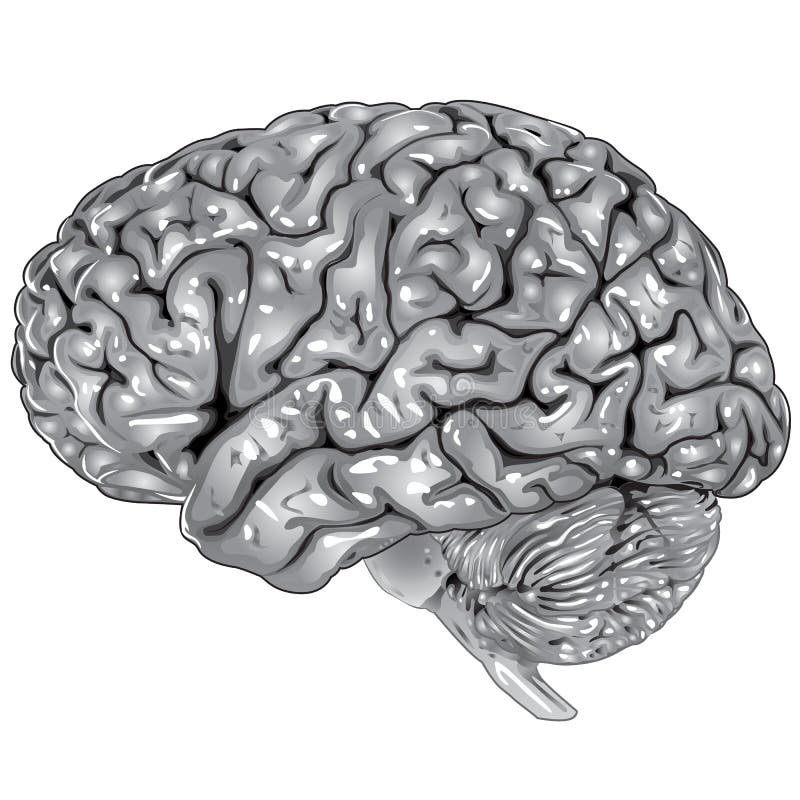 Right Lateral View Human Brain