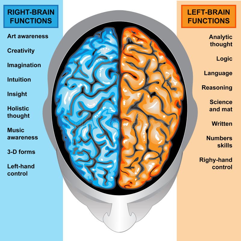Human Brain Left and Right Functions Stock Illustration - Illustration ...