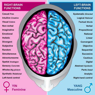 Human Brain Left and Right Functions Stock Illustration - Illustration ...