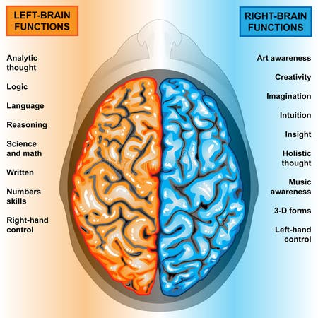 Human Brain Left and Right Functions Stock Illustration - Illustration ...