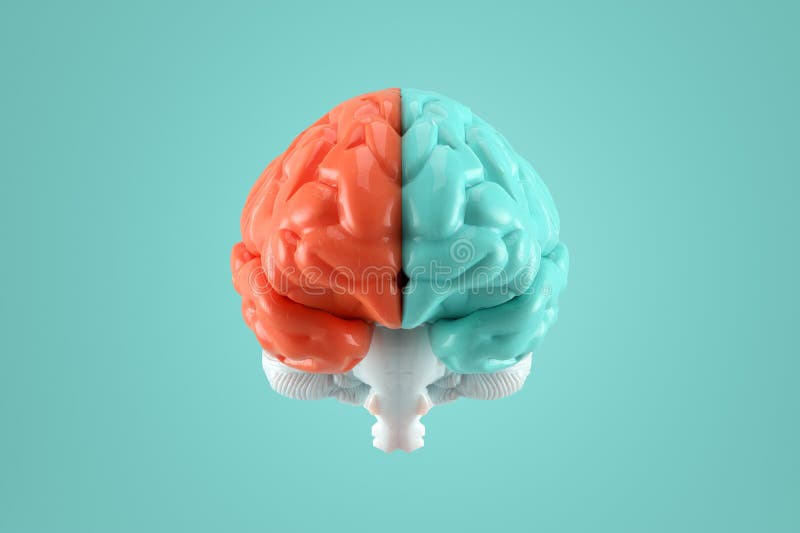 Human Brain. Left and Right Hemispheres Representing Creative and ...